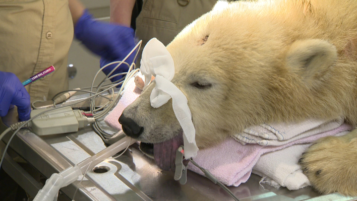 WATCH: Polar bear cub undergoes dental surgery - Winnipeg | Globalnews.ca
