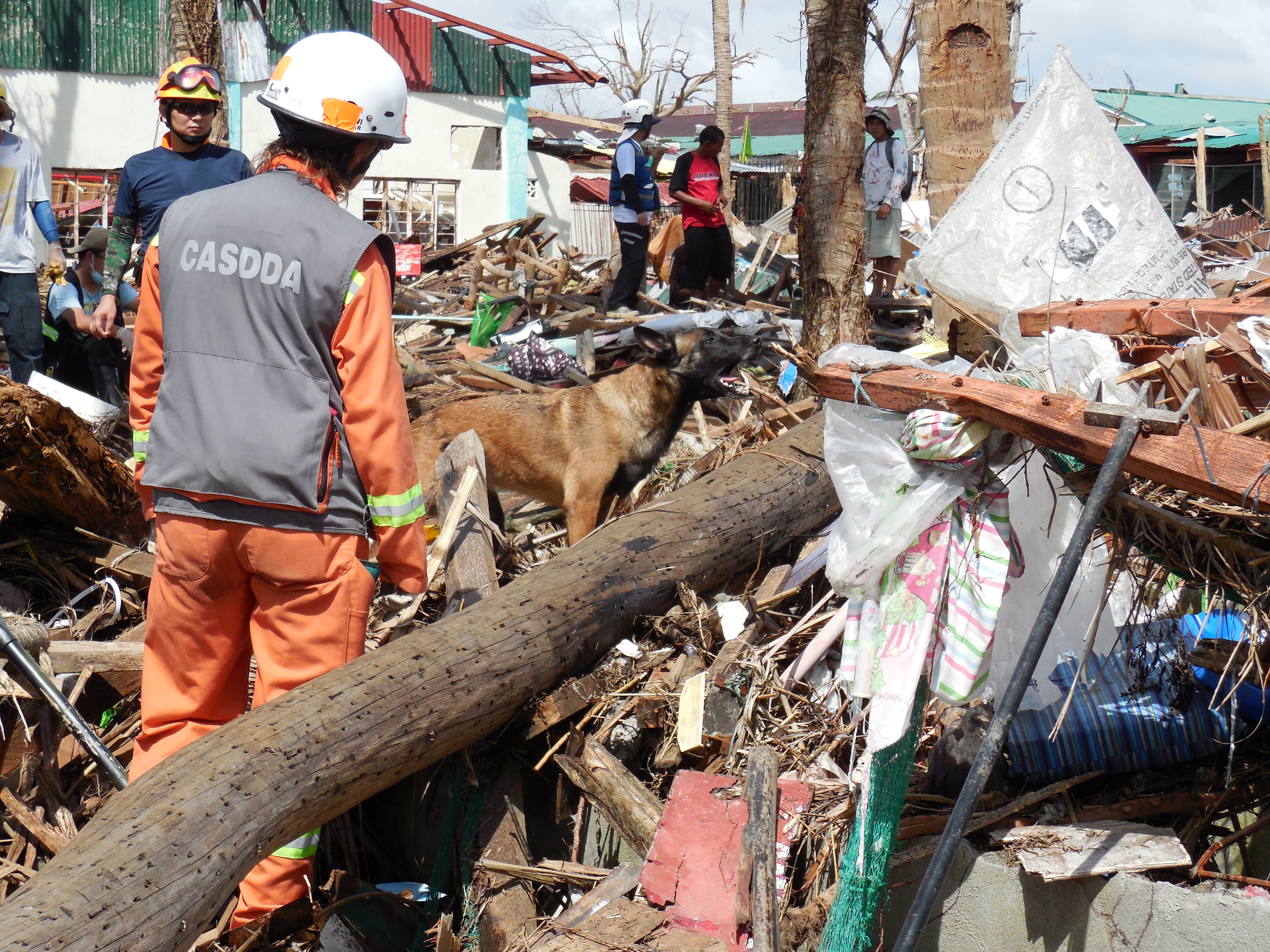 Canada’s search and rescue dogs return from typhoon-ravaged Philippines ...