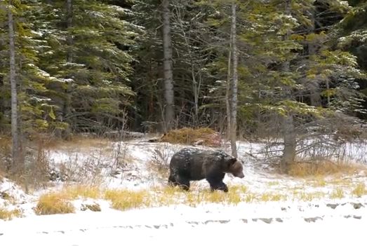 WATCH: Notorious bear once again prompts trail closures in Banff ...