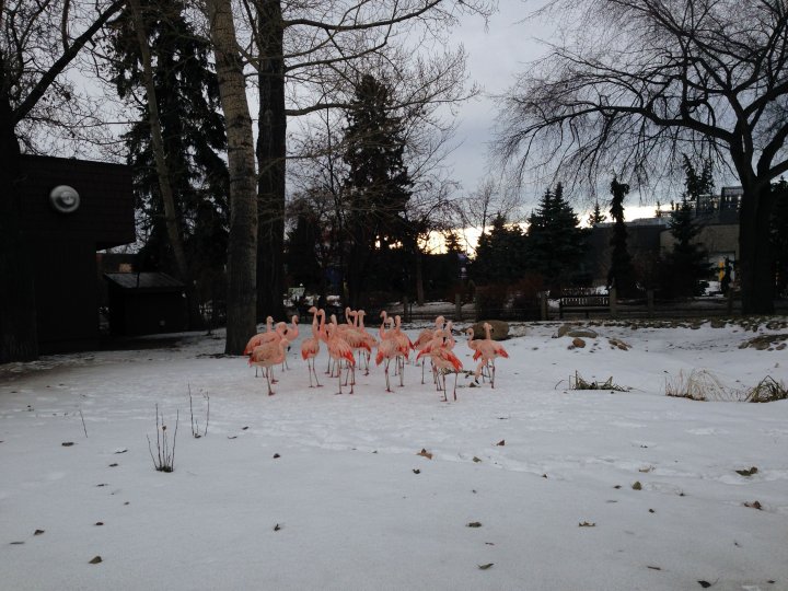 Calgary Zoo reopens after devastating flooding - Calgary | Globalnews.ca