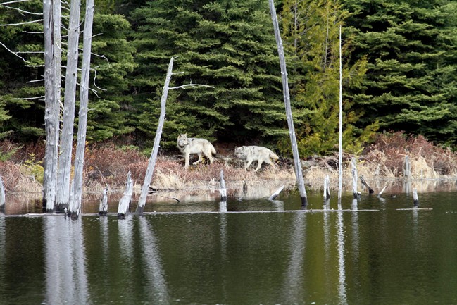 Debate brews over whether to save Michigan island’s wolves - National ...