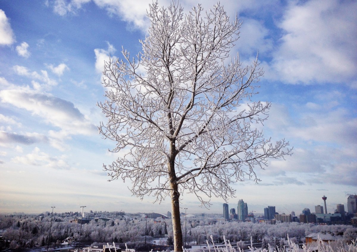 GALLERY: Hoar frost coats Calgary - Calgary | Globalnews.ca