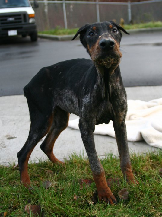 Doberman puppy dropped off at Surrey vet close to death, covered in ...