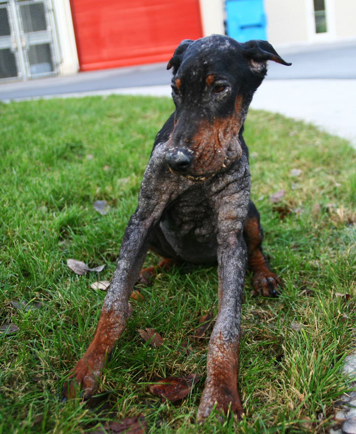 Doberman puppy dropped off at Surrey vet close to death, covered in ...