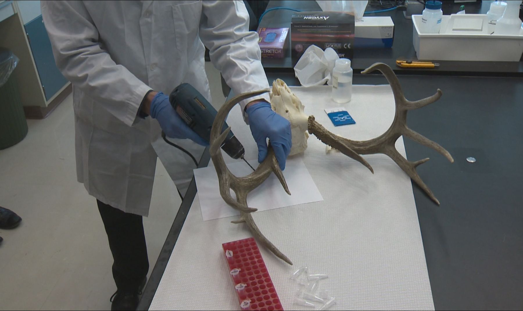 Province offers behind-the-scenes look at wildlife forensics lab ...