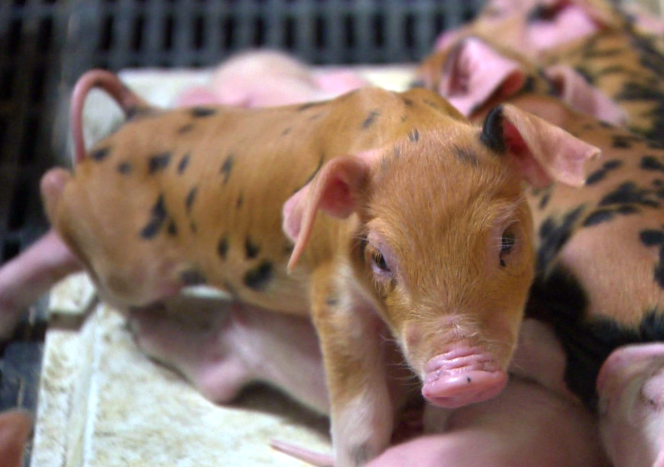 Pig virus spreading in U.S. would ‘shut down’ Nova Scotia’s industry ...
