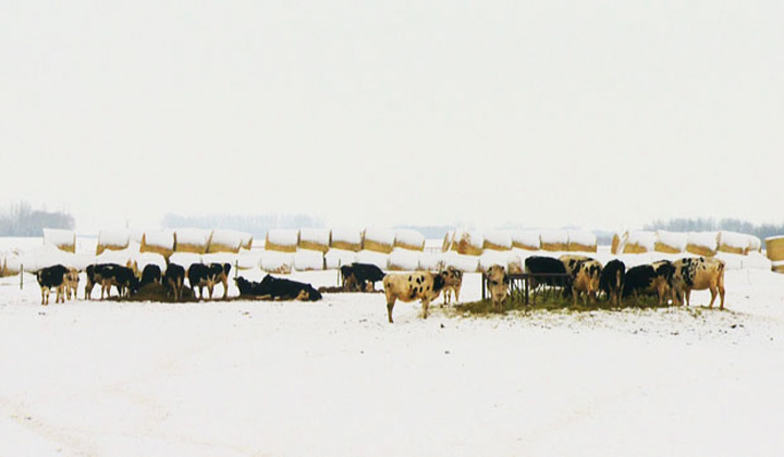 Caring for cattle in deep freeze on Prairies | Globalnews.ca