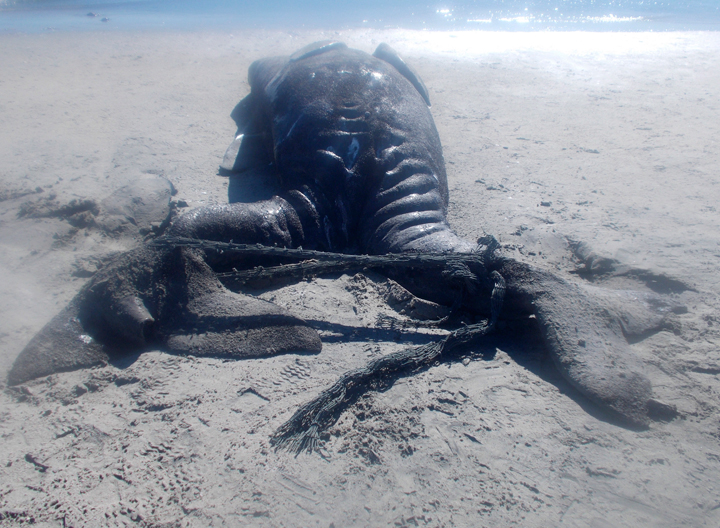 Mexican fishermen find rare conjoined grey whale calves - National ...