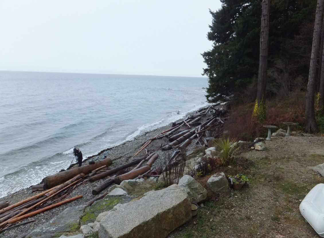 Rare sighting of 3 cougars together on Sunshine Coast beach: Photos ...