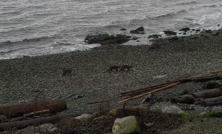 Rare sighting of 3 cougars together on Sunshine Coast beach: Photos ...