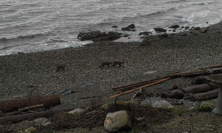 Rare sighting of 3 cougars together on Sunshine Coast beach: Photos ...