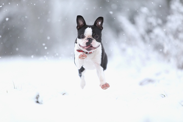 How to safely walk your dog during a polar vortex - Montreal ...