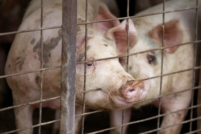 Pig virus: Ontario premier set to discuss national strategy - Toronto ...