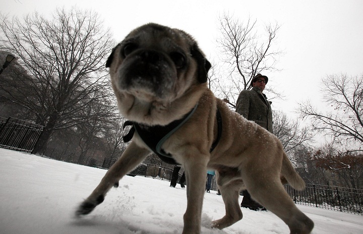How to safely walk your dog during a polar vortex - Montreal ...