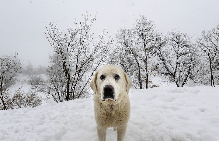 How to safely walk your dog during a polar vortex - Montreal ...