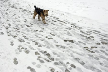 How to safely walk your dog during a polar vortex - Montreal ...