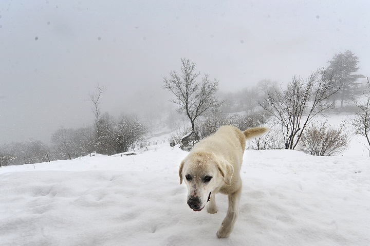 How to safely walk your dog during a polar vortex - Montreal ...