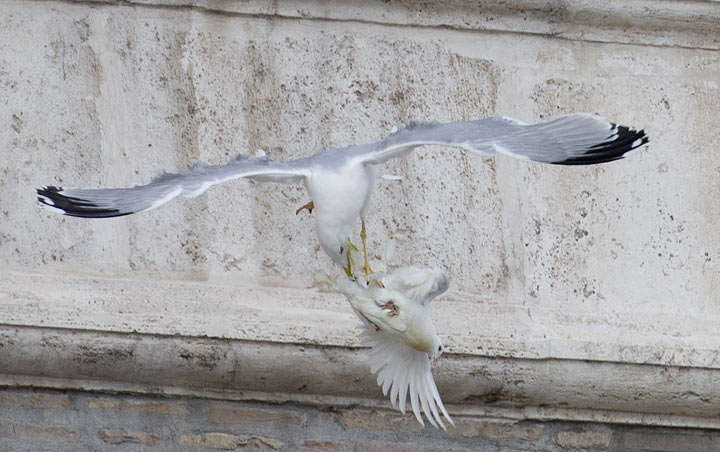Birds attack as papal ‘peace’ doves released - National | Globalnews.ca