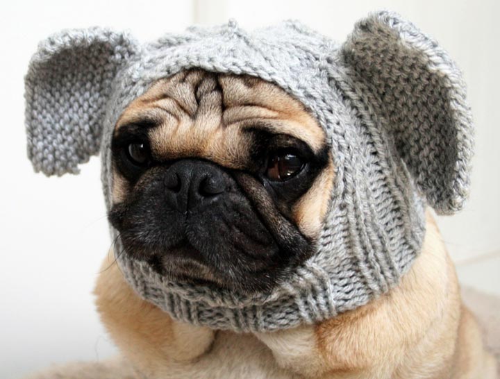 21 animals handling the polar vortex like champs - National | Globalnews.ca