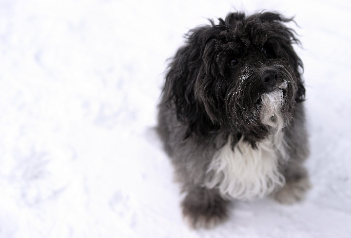 How to safely walk your dog during a polar vortex - Montreal ...