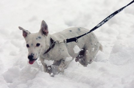 How to safely walk your dog during a polar vortex - Montreal ...