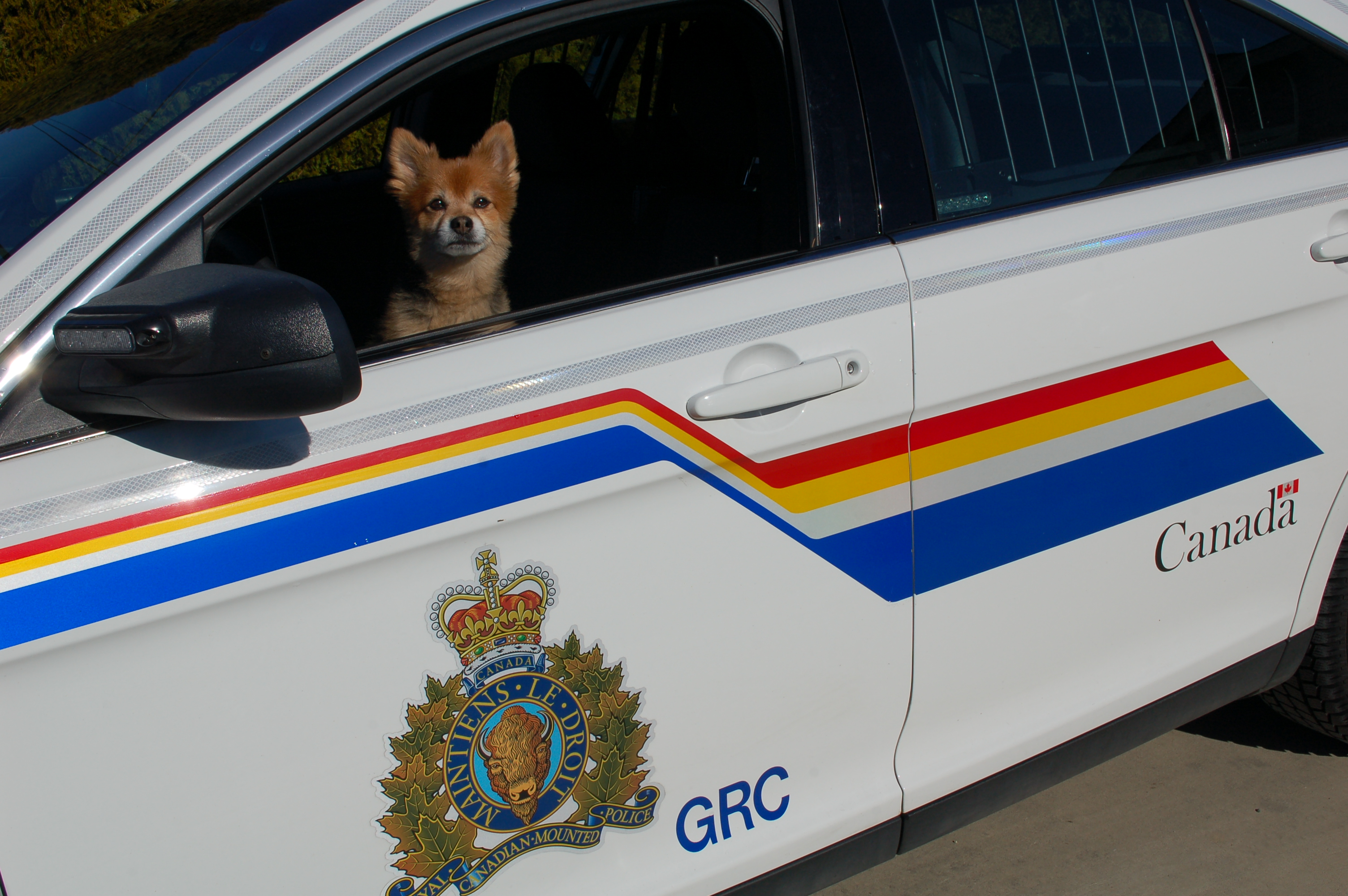 RCMP rescue diabetic dog and return him to his owner, just in time - BC ...