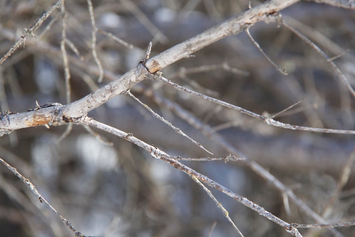 A (brief) History of Winter | Globalnews.ca