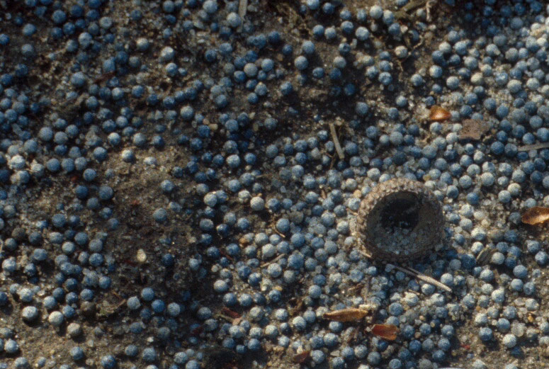 IOC use of lead shot conflicts with its environmental goal: researchers ...