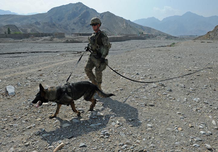 NATO military dog captured in Afghanistan, Taliban claims - National ...