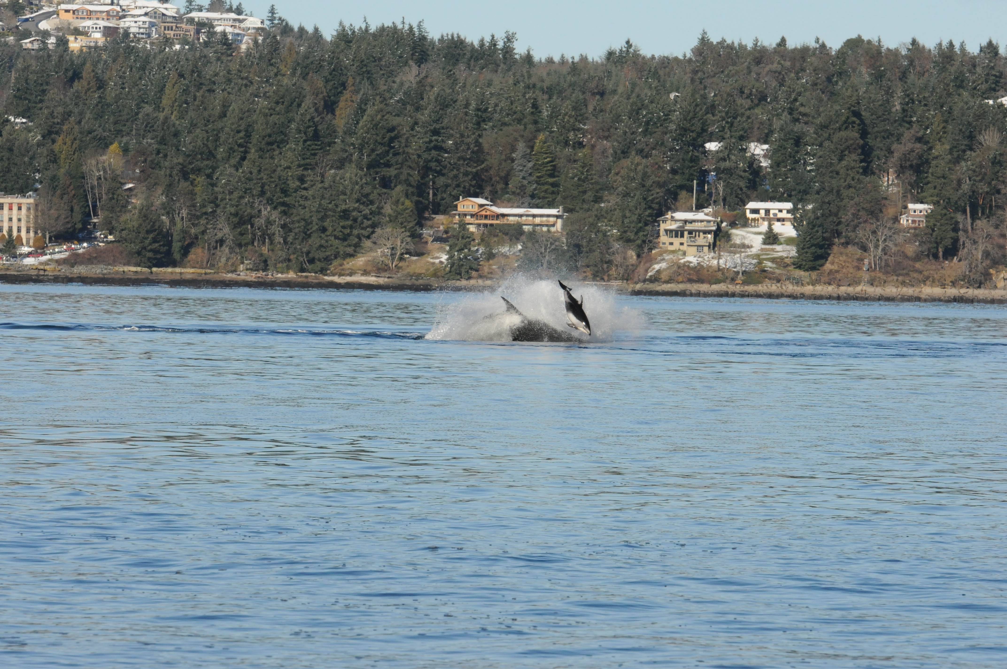 Videos: Orca whales spotted hunting, killing dolphins off the coast of ...