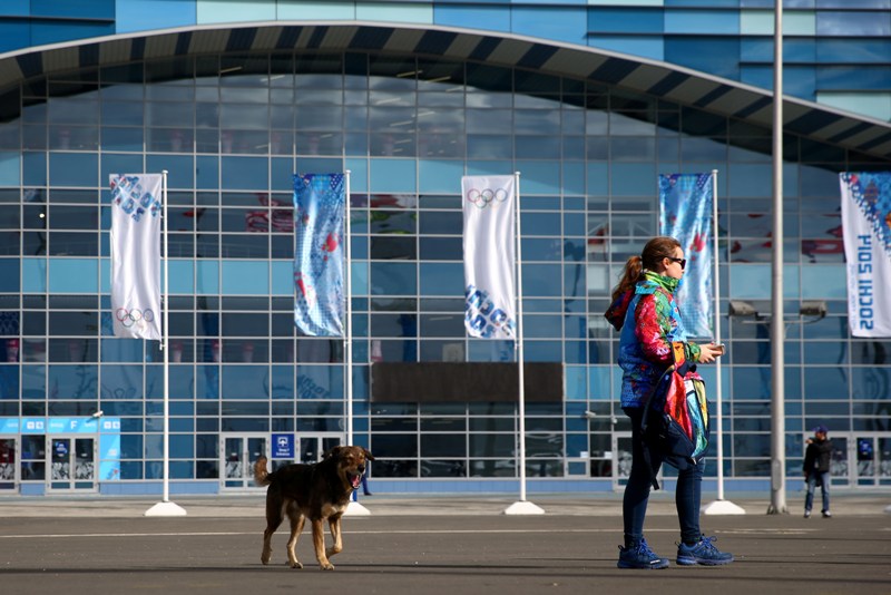 Russian charity races to save stray dogs in Sochi - National ...