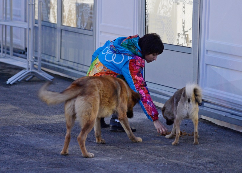 Russian charity races to save stray dogs in Sochi - National ...