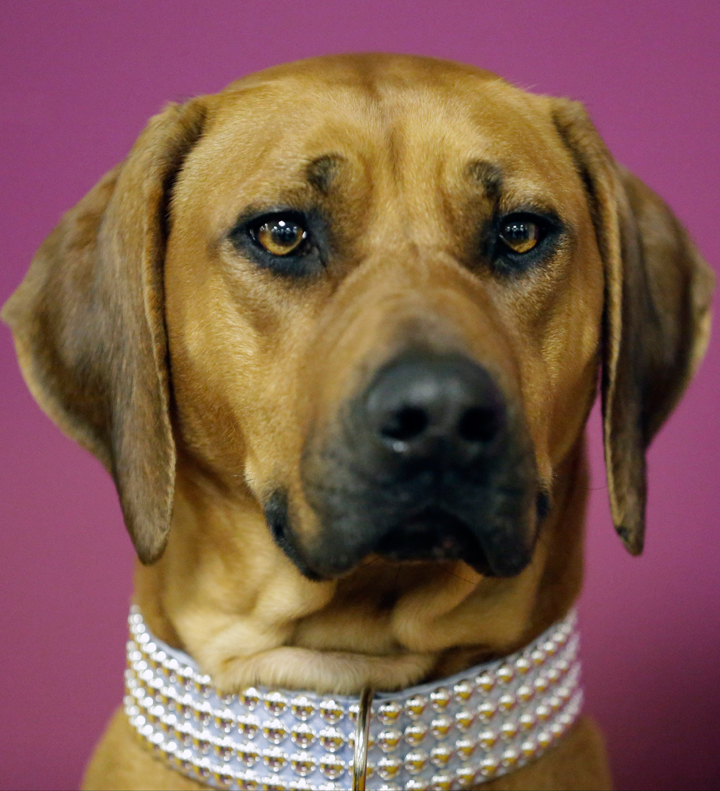 7 dogs at the Westminster Dog Show that do things better than you ...