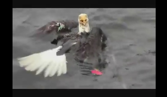 WATCH: Fisherman catches eagle with lure, helps dry it out before ...