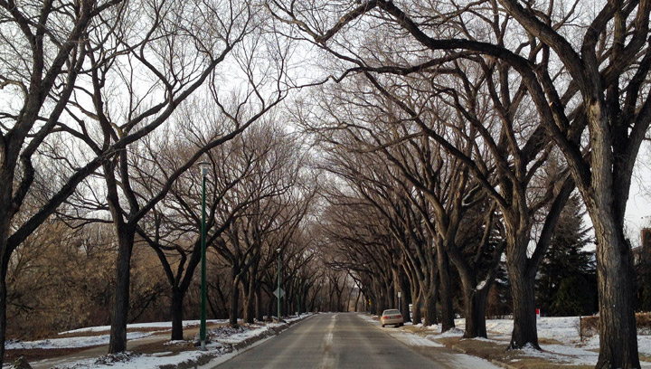 Elm tree pruning ban starts April 1 in Saskatchewan | Globalnews.ca