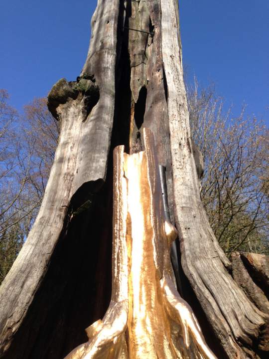 Artist Douglas Coupland to build replica of Hollow Tree in Stanley Park ...