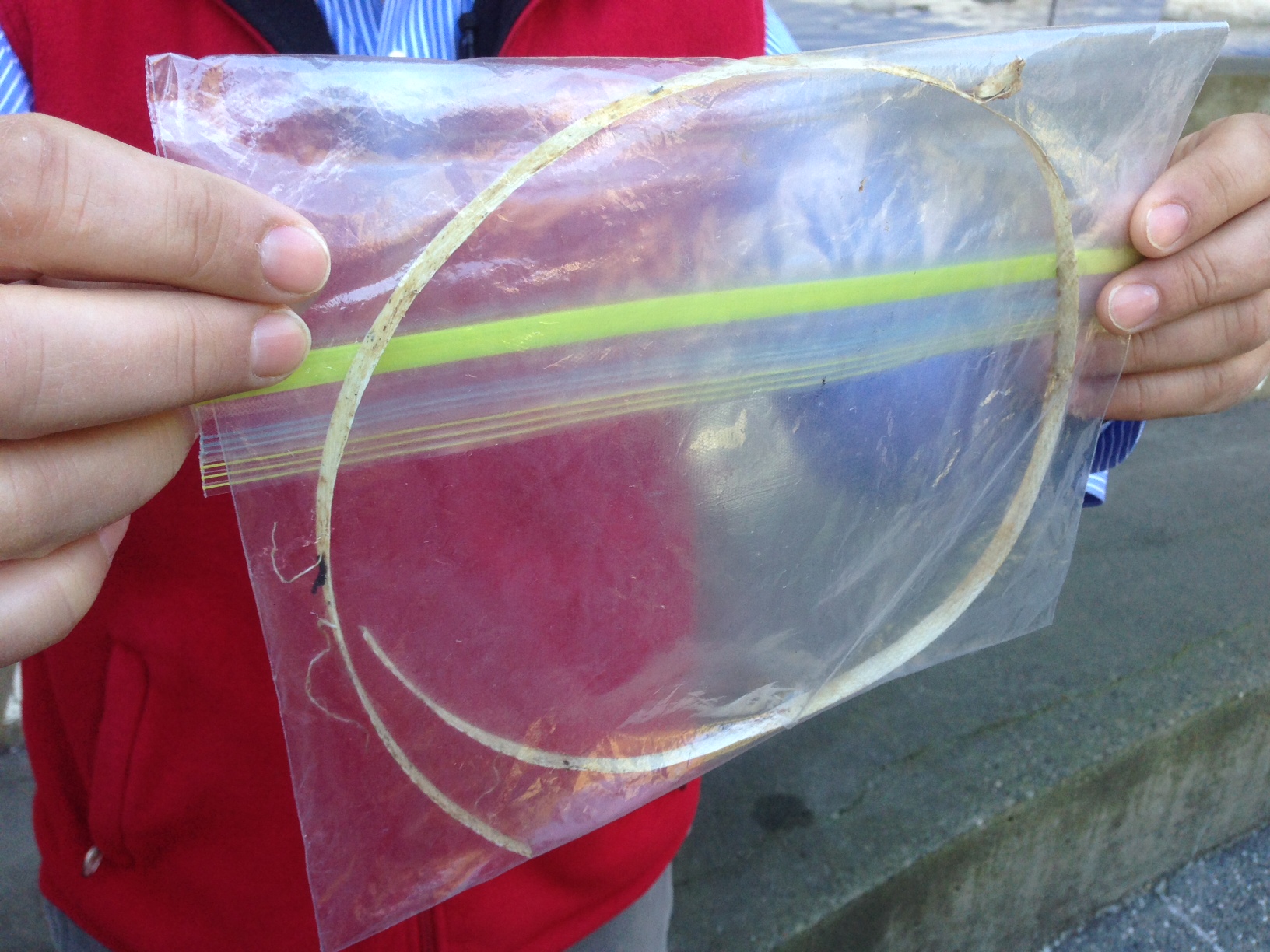 Vancouver Aquarium saves entangled sea lion | Globalnews.ca