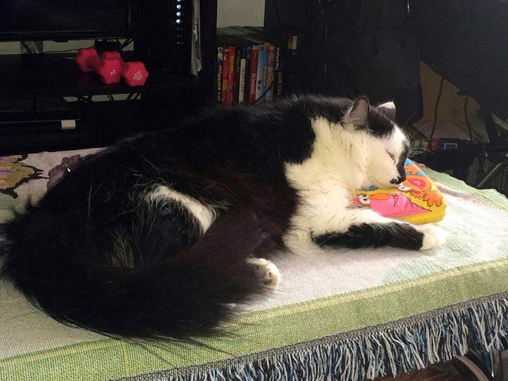 LISTEN: House cat with ‘history of violence’ terrorizes family forcing ...