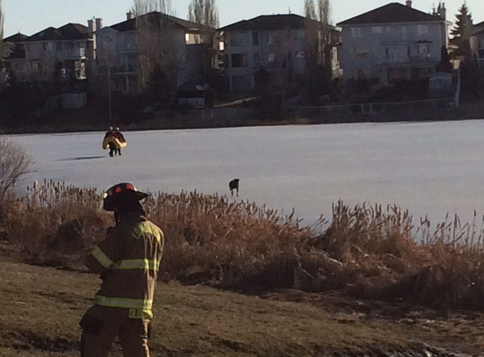 Rescue crews spend morning helping dog on frozen lake - Edmonton ...