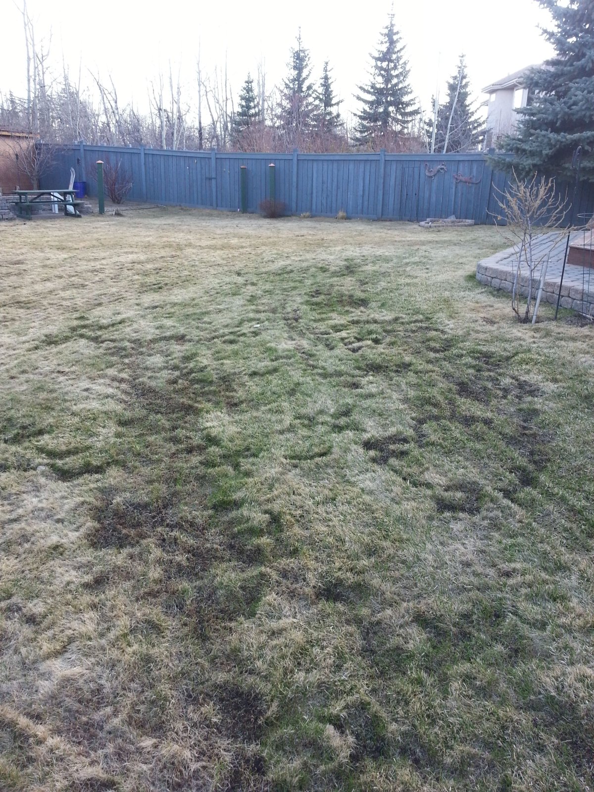 Spring reveals rodent damage on many Capital Region lawns | Globalnews.ca