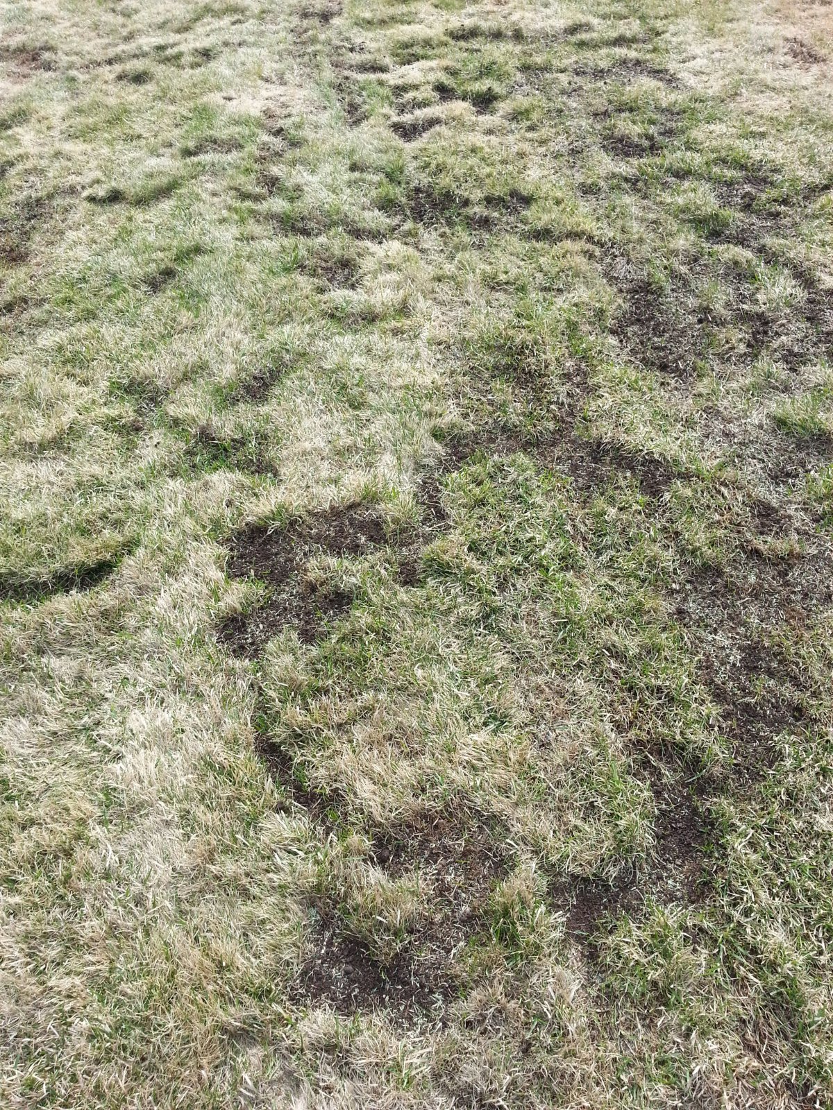 Spring reveals rodent damage on many Capital Region lawns | Globalnews.ca