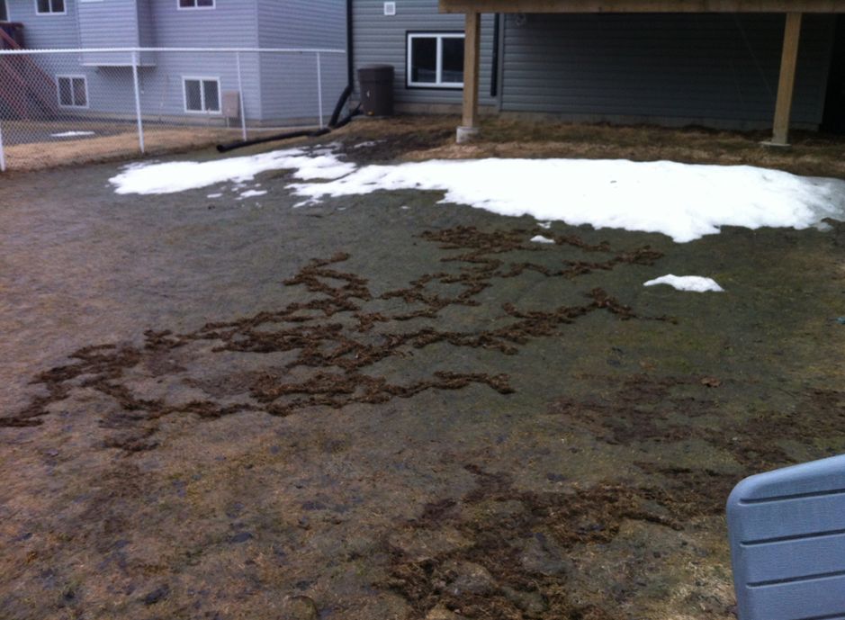 Spring reveals rodent damage on many Capital Region lawns | Globalnews.ca