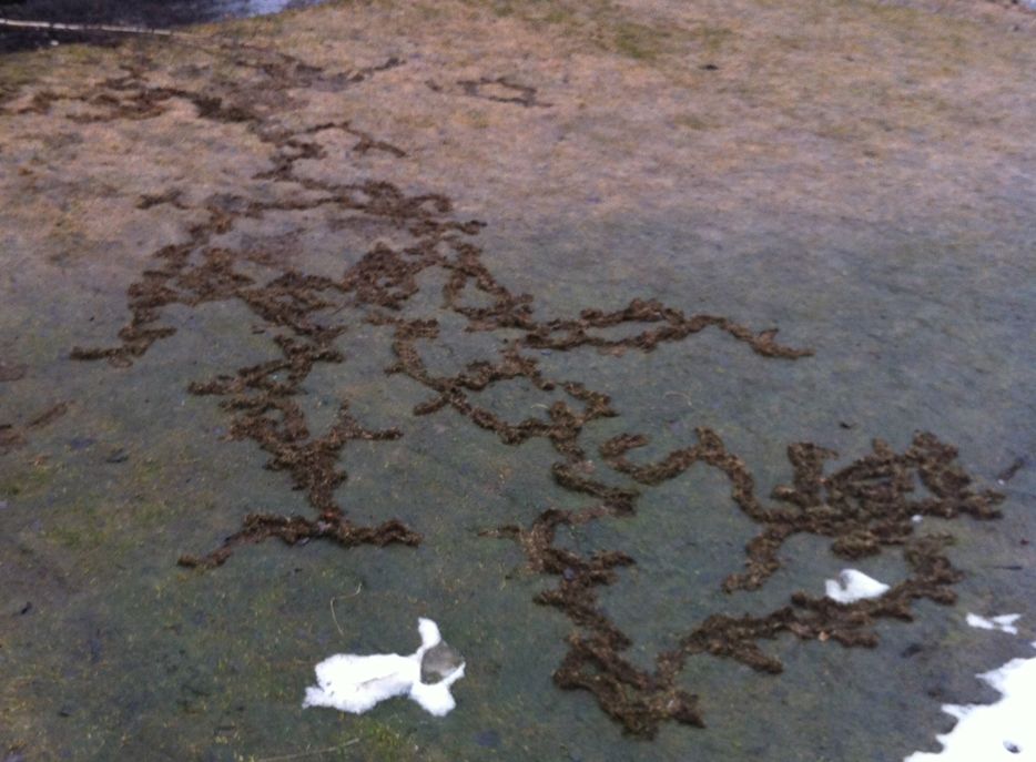 Spring reveals rodent damage on many Capital Region lawns | Globalnews.ca