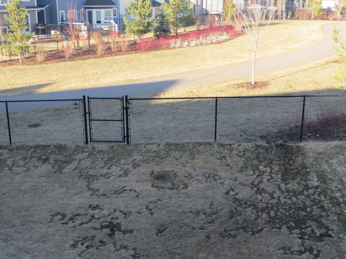 Spring reveals rodent damage on many Capital Region lawns | Globalnews.ca