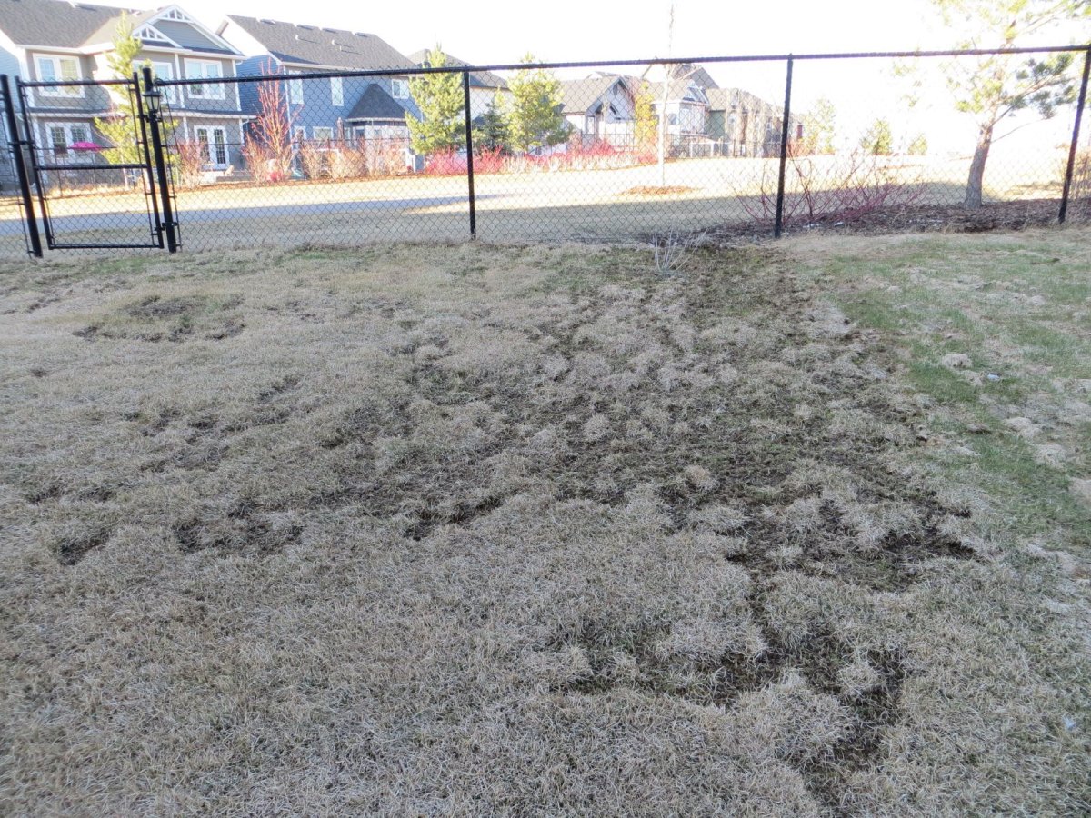 Spring reveals rodent damage on many Capital Region lawns | Globalnews.ca