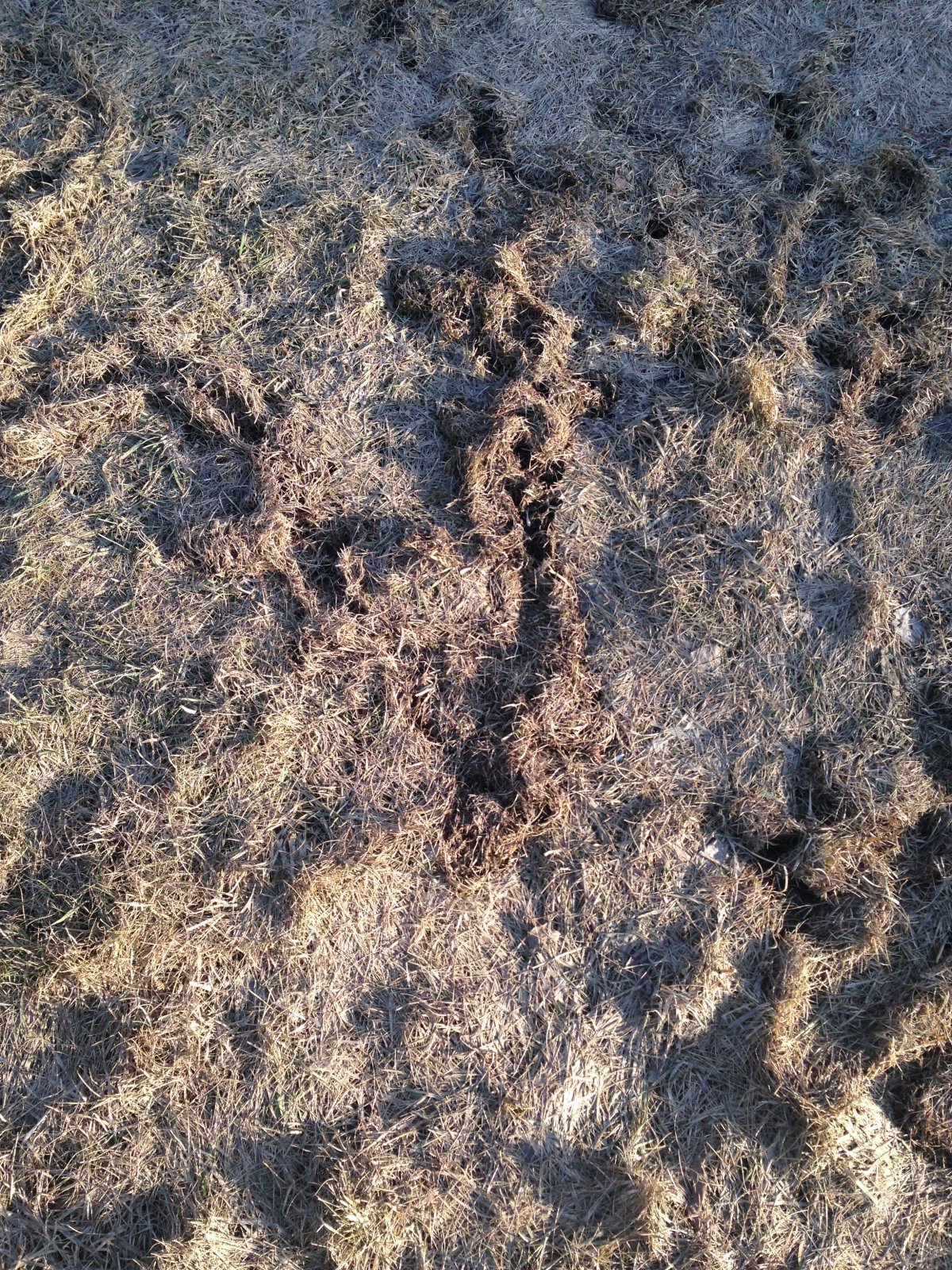 Spring reveals rodent damage on many Capital Region lawns | Globalnews.ca