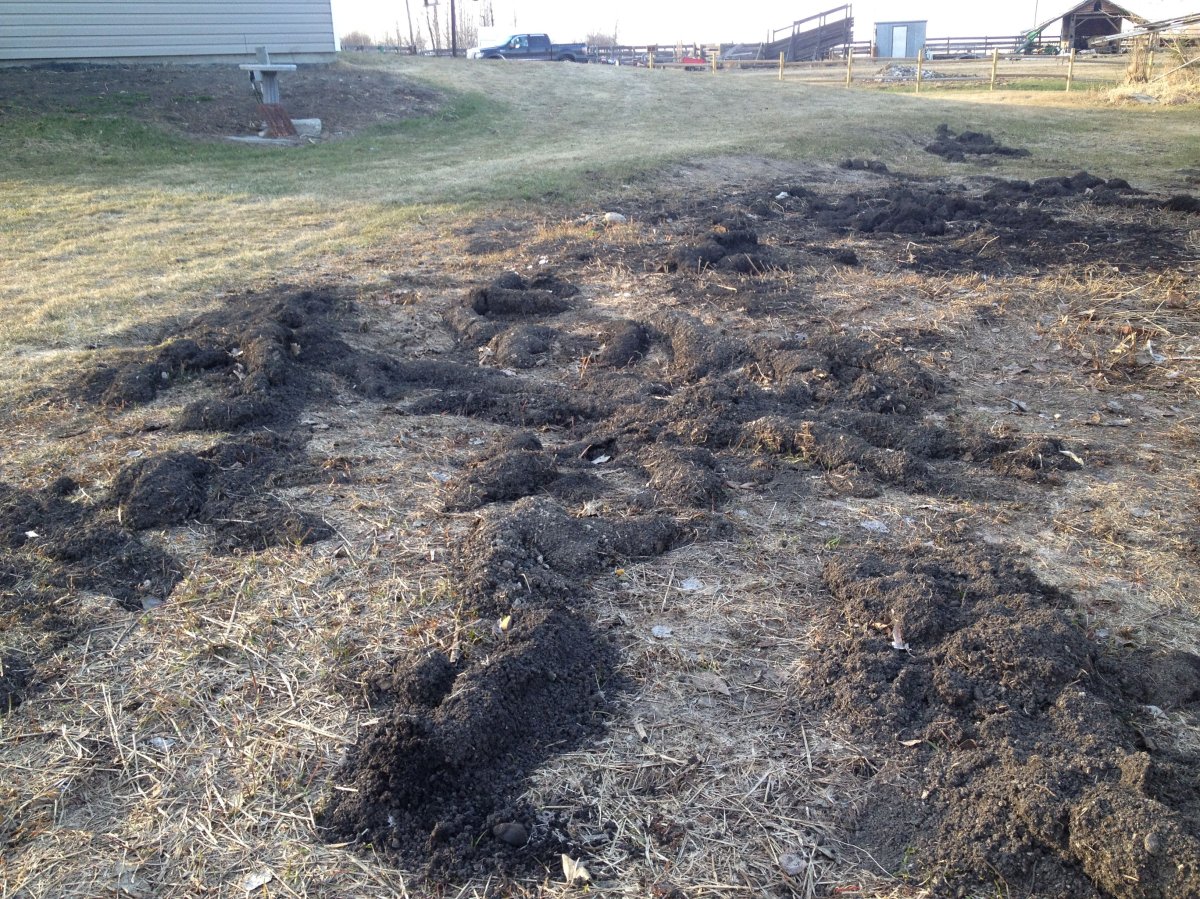 Spring reveals rodent damage on many Capital Region lawns | Globalnews.ca