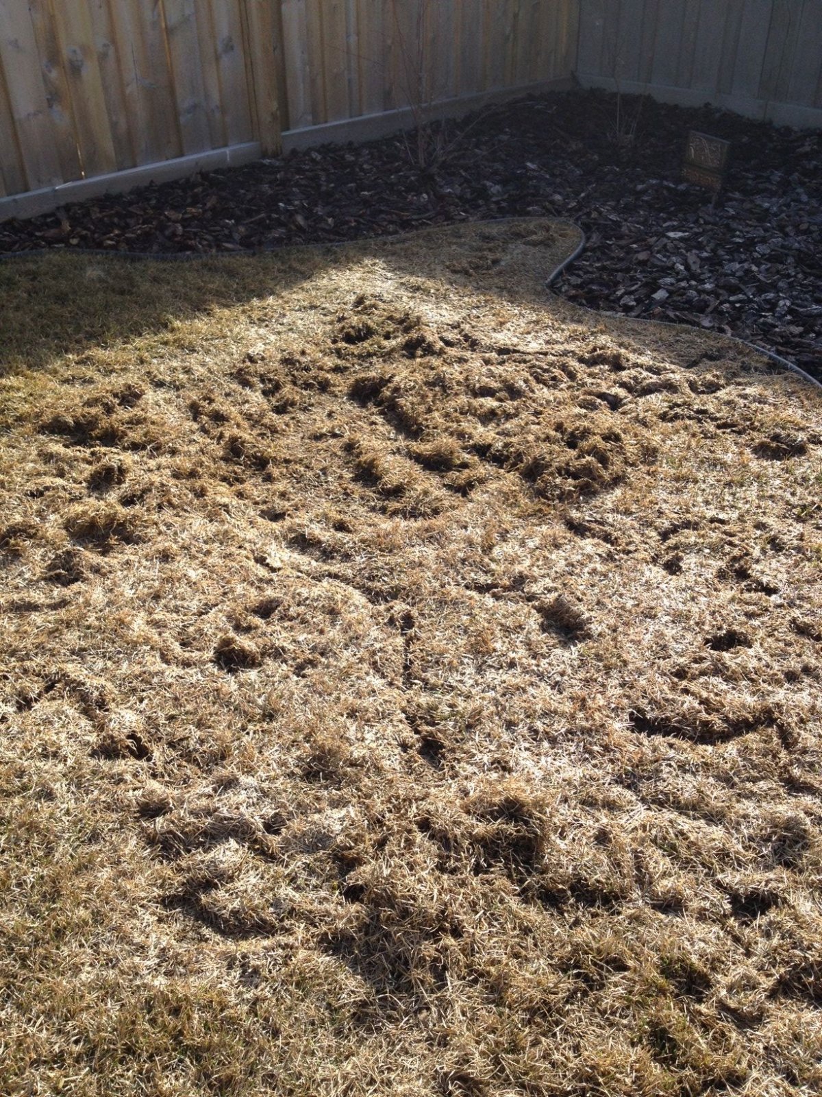 Spring reveals rodent damage on many Capital Region lawns | Globalnews.ca