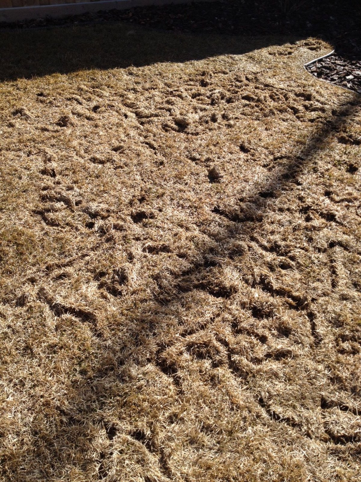 Spring reveals rodent damage on many Capital Region lawns | Globalnews.ca