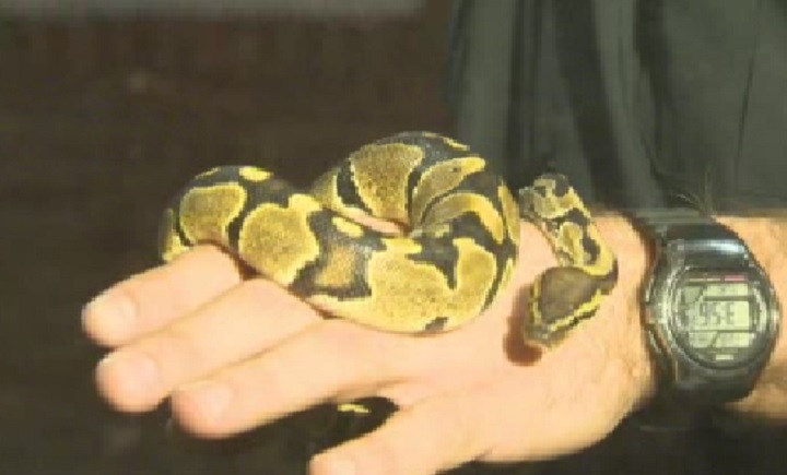 WATCH: Ball python found in Toronto woman’s apartment bathtub - Toronto ...